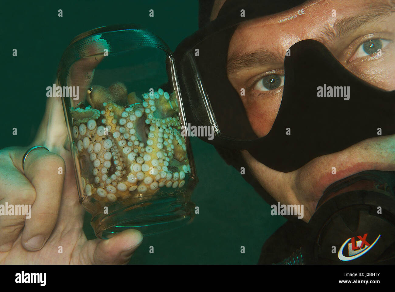 Coconut Octopus hiding inside a glass jar, Lembeh Indonesia. EYE ...