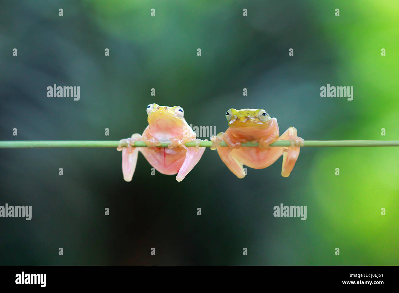 THE MOST incredible shots so far taken of a newly discovered ...