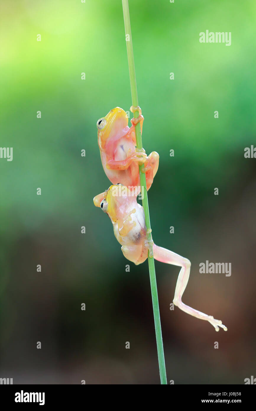 THE MOST incredible shots so far taken of a newly discovered ...