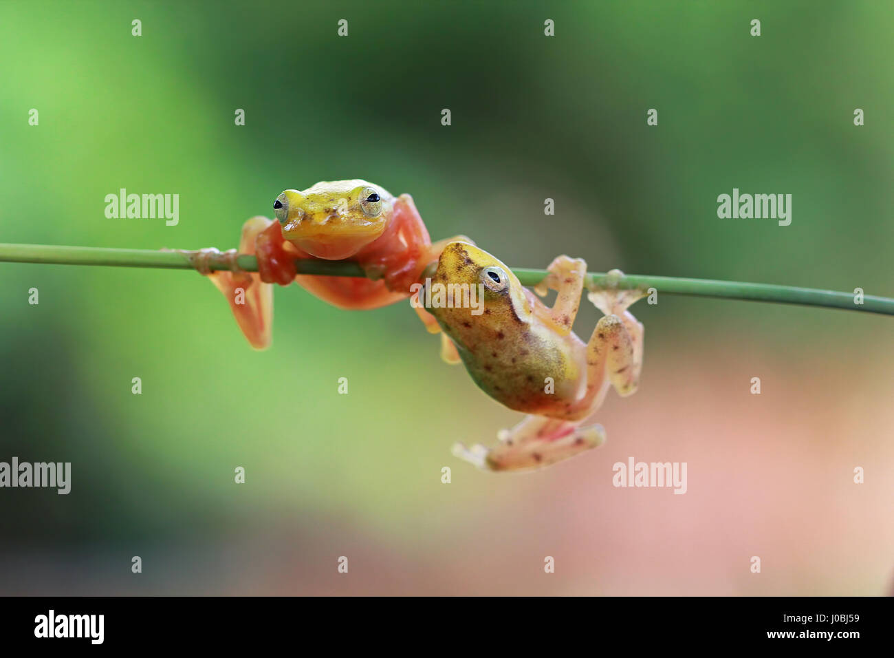 THE MOST incredible shots so far taken of a newly discovered ...