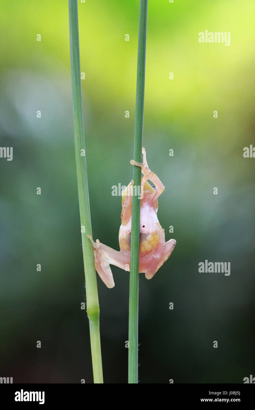 THE MOST incredible shots so far taken of a newly discovered ...