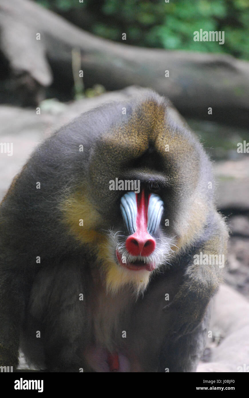 Dark red markings on the face of an adult mandrill Stock Photo - Alamy