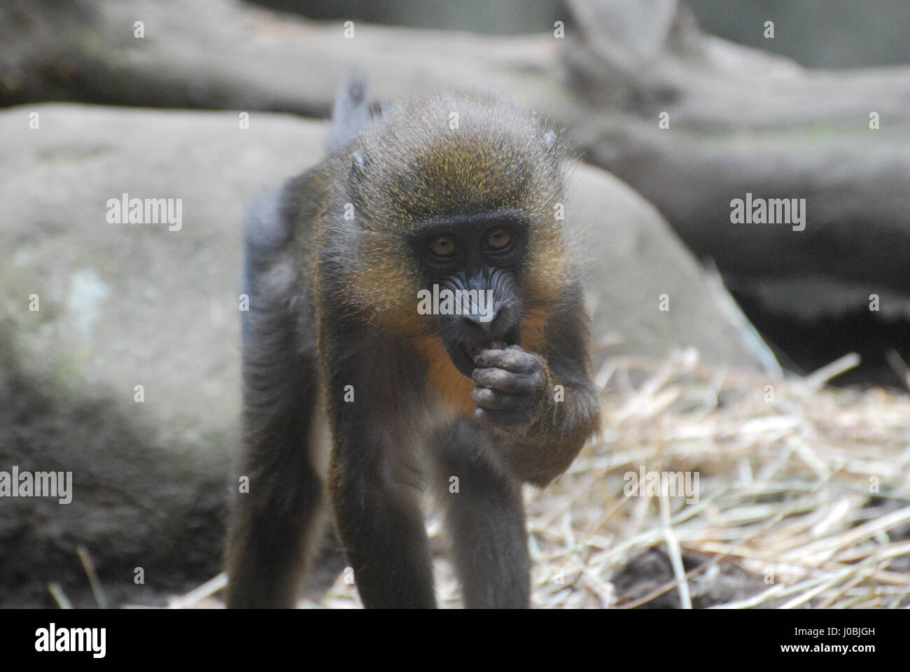 Adorable baby mandrill monkey eating some food Stock Photo - Alamy