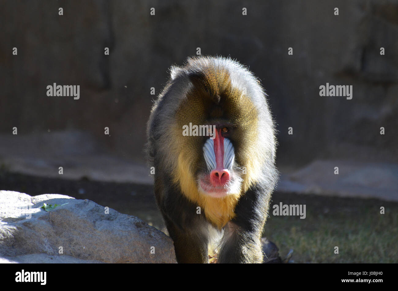 A straight look at a mandrill monkey Stock Photo - Alamy