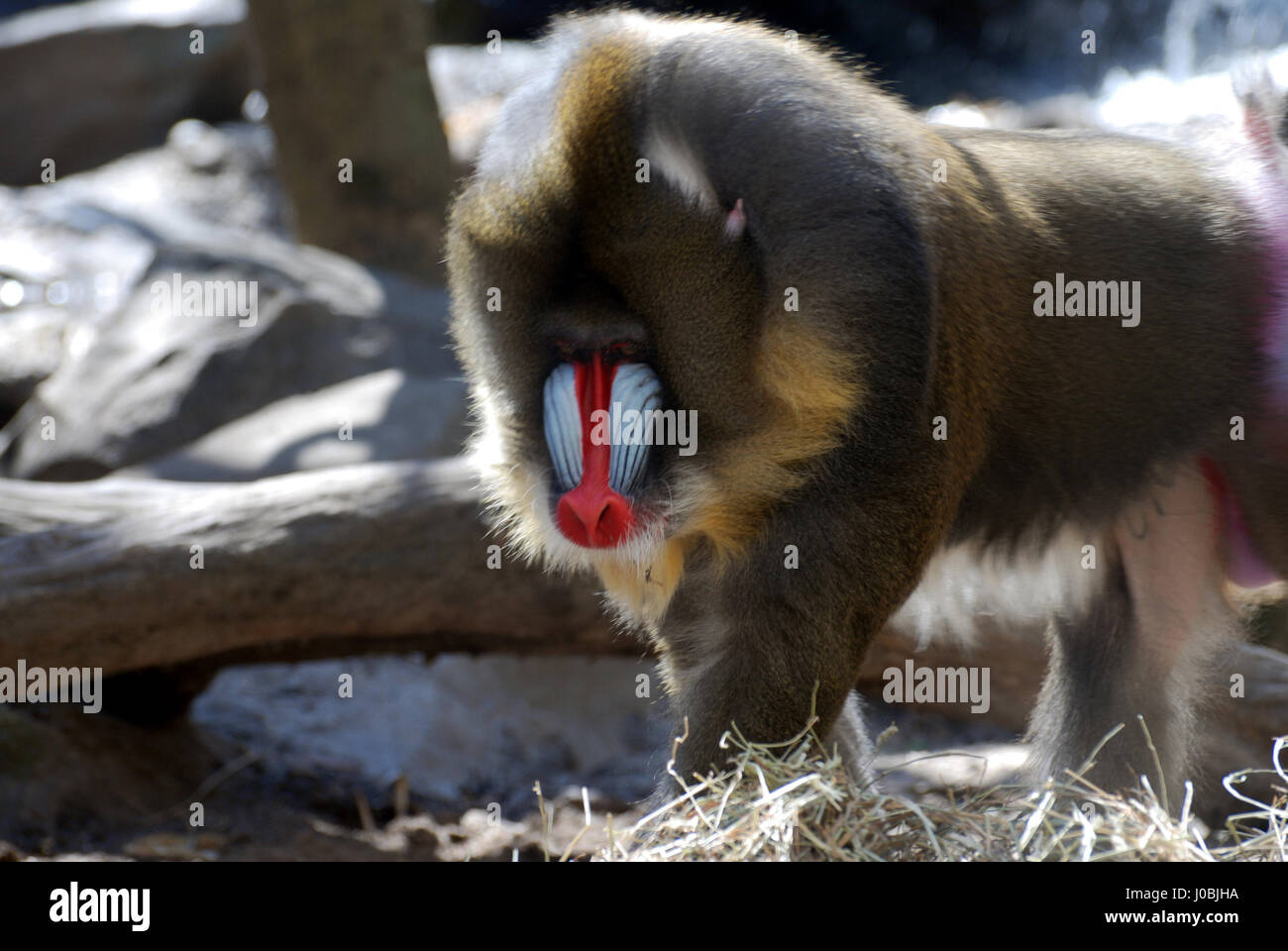 Angry mandrill hi-res stock photography and images - Alamy