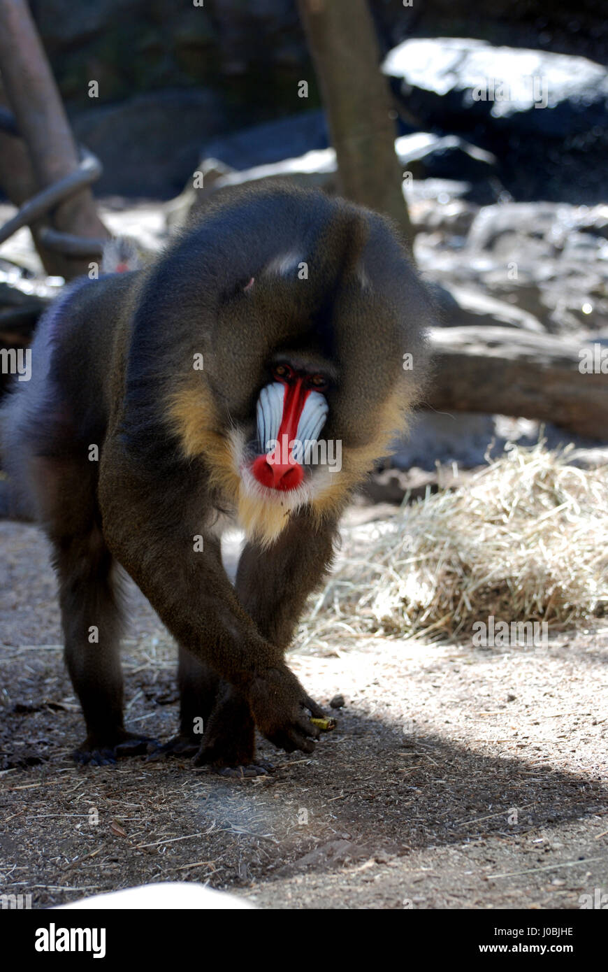 Mandrill monkey walking on all fours Stock Photo - Alamy