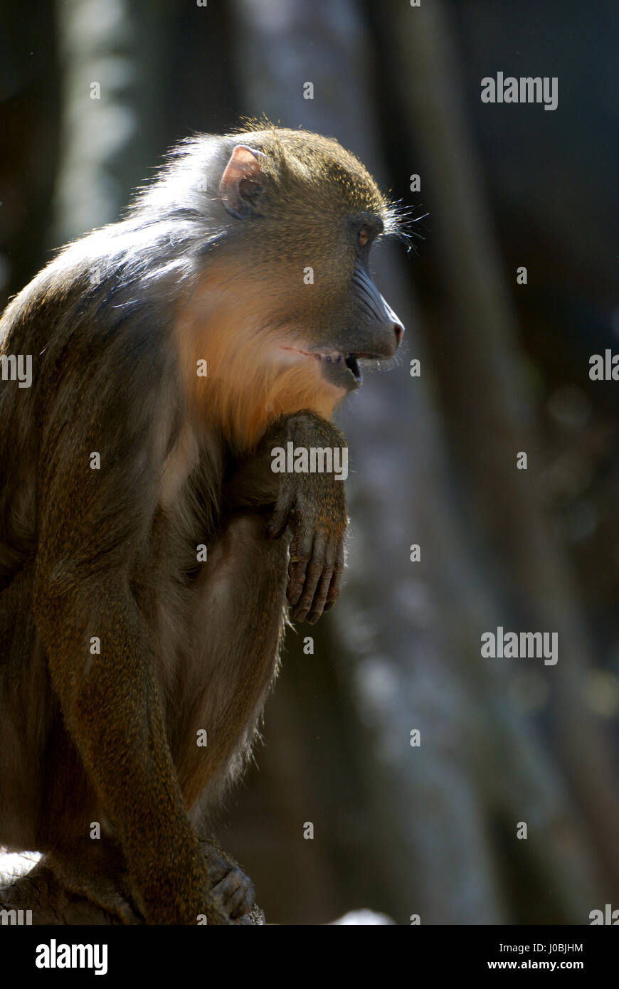 Really cute profile of a baby mandrill monkey Stock Photo - Alamy
