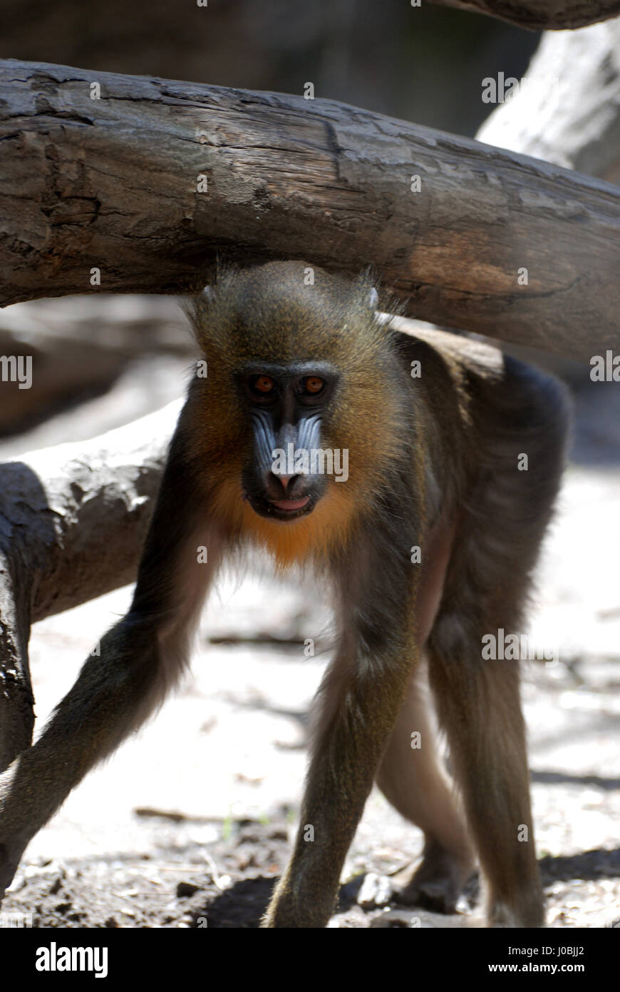 Cute young mandrill monkey crouching underneath a wood log Stock Photo ...