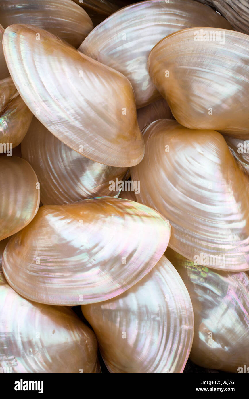 A collection of seashells displayed on a stall located on Llandudno ...