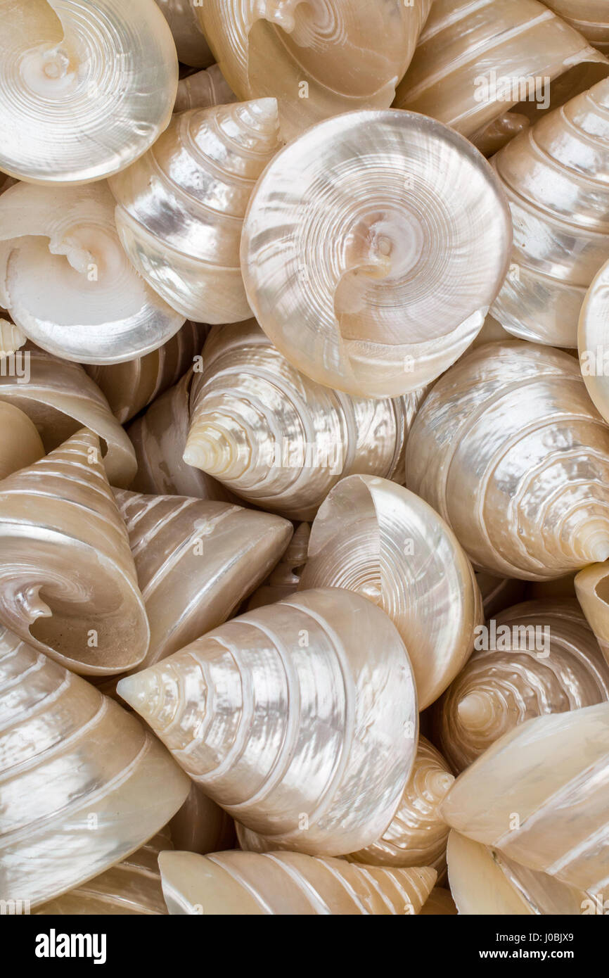 Seashells Uk Stock Photos & Seashells Uk Stock Images - Alamy