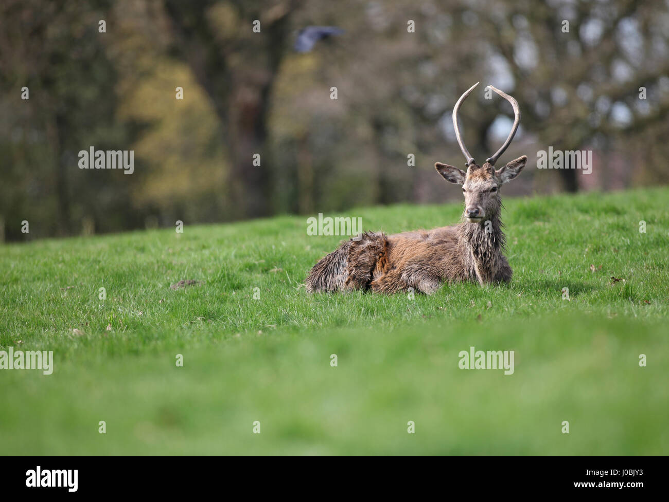 Roe deer stag at Wollaton Park, Wollaton Hall, Nottingham, England ...