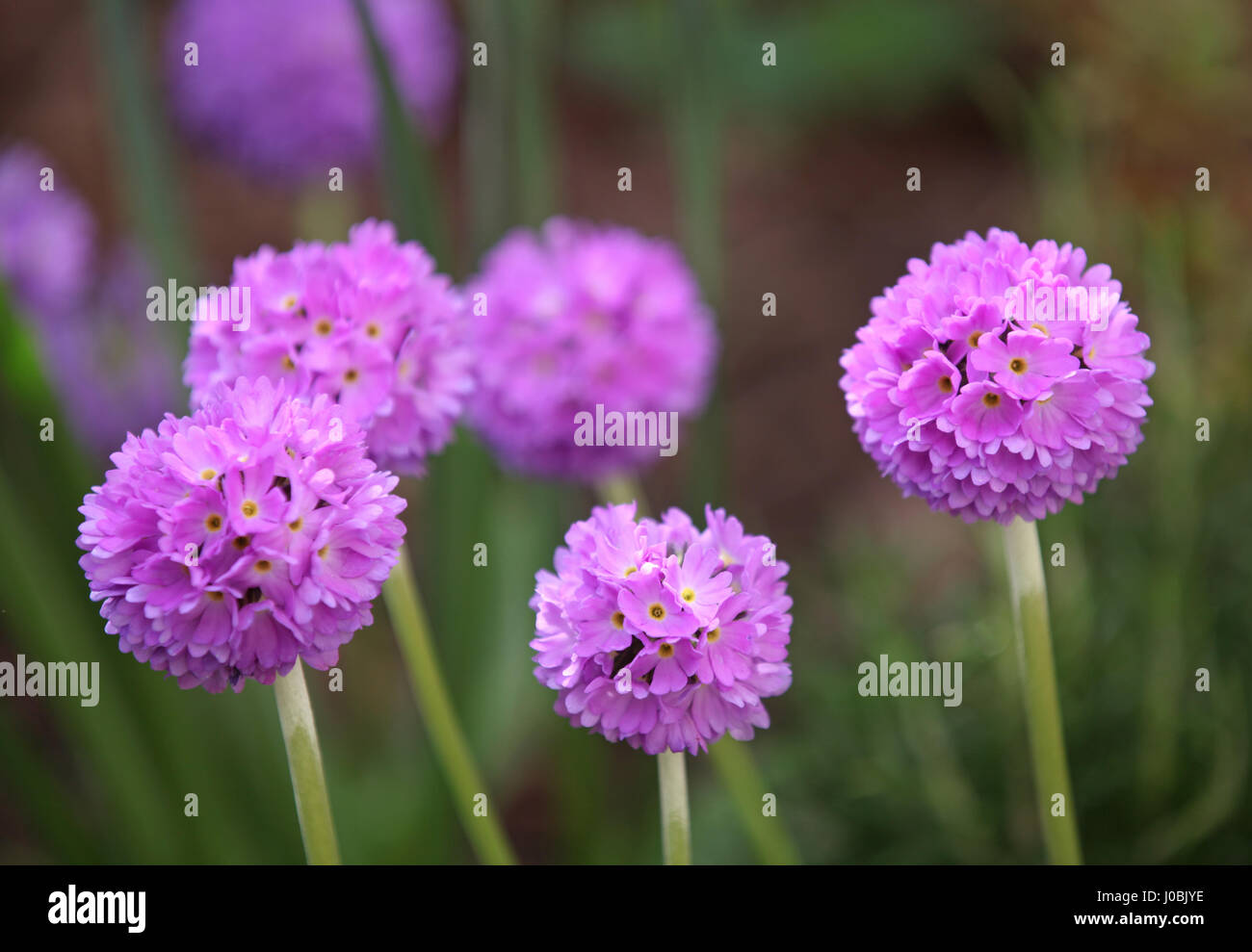 Pom pom drumstick primula hi-res stock photography and images - Alamy