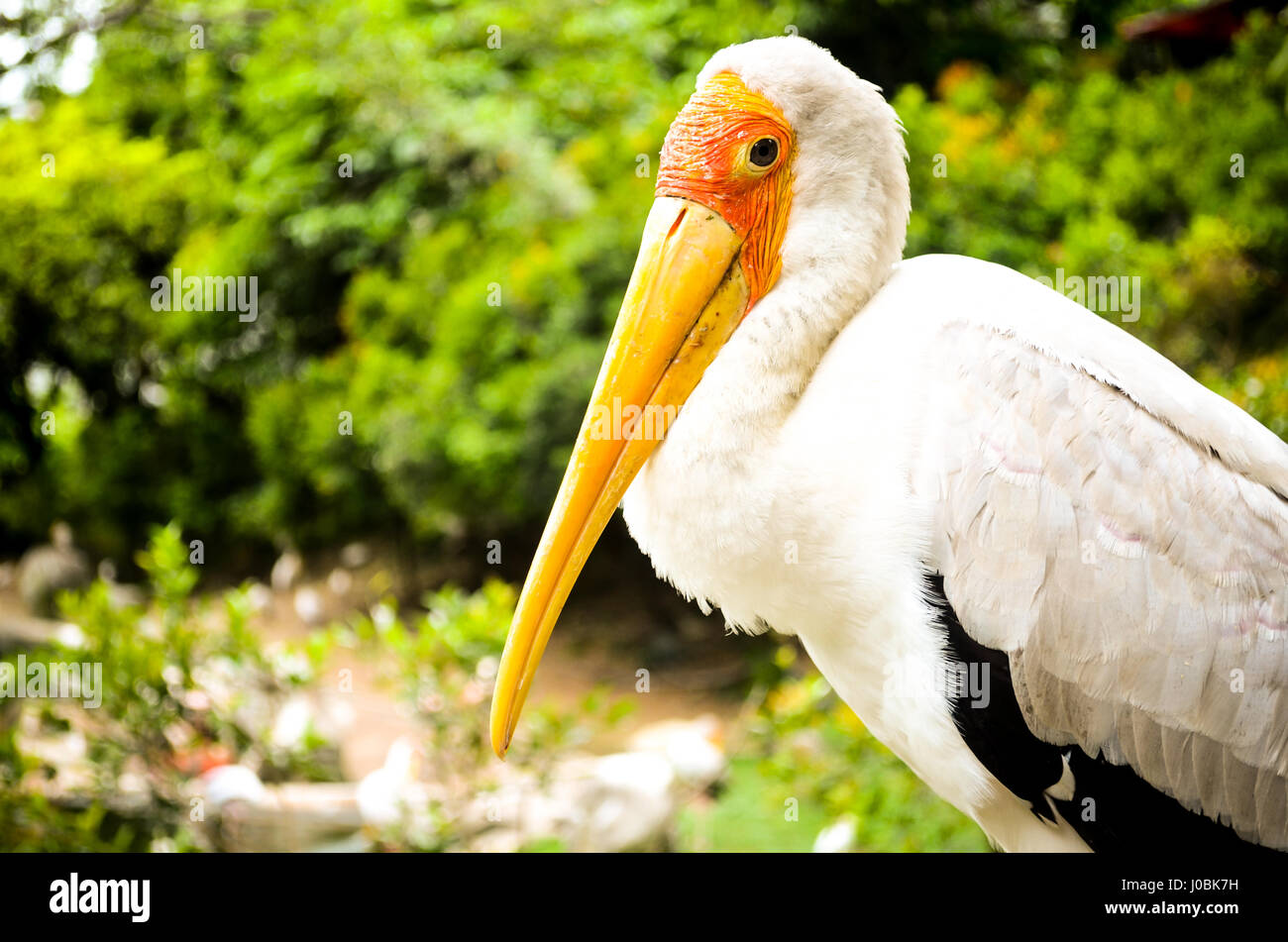 closeup of yellow billed stork bird Stock Photo - Alamy