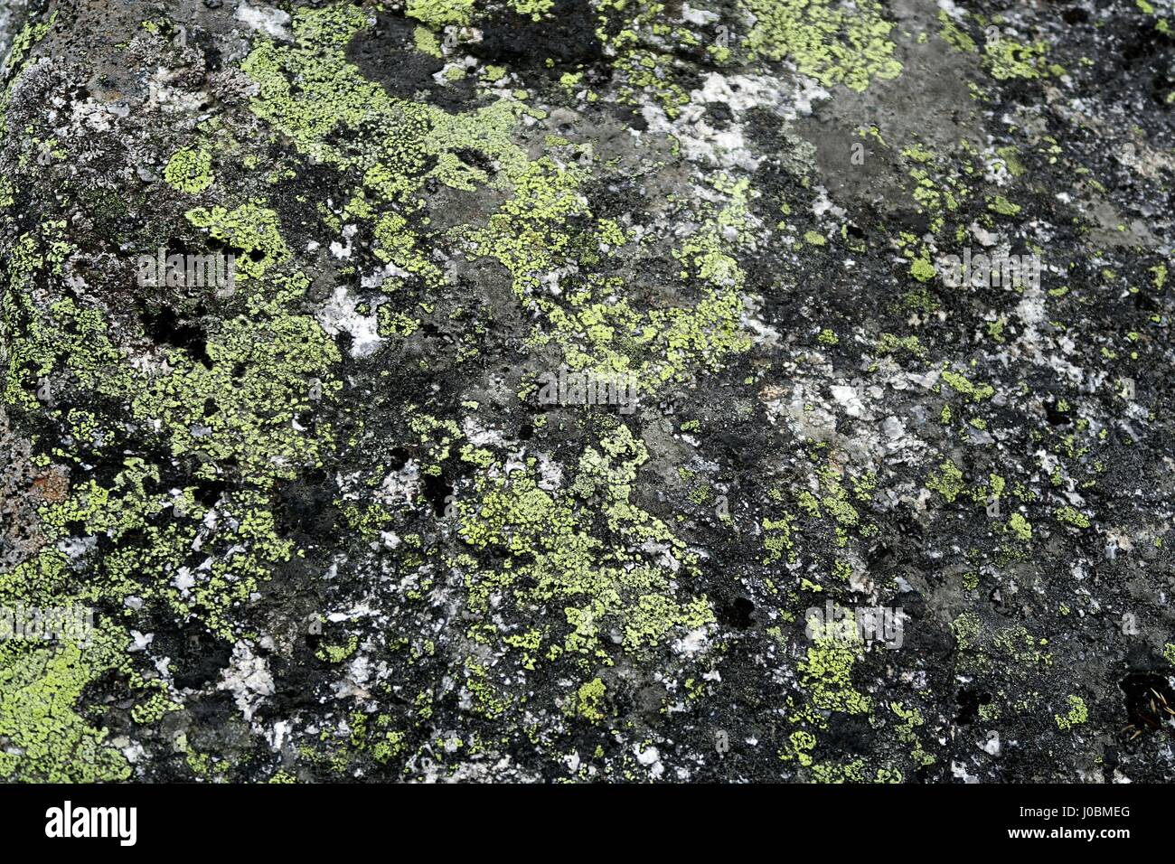 green lichen on a rock. natural full frame background Stock Photo - Alamy