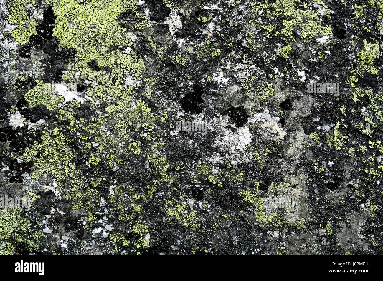 green lichen on a rock. natural full frame background Stock Photo - Alamy