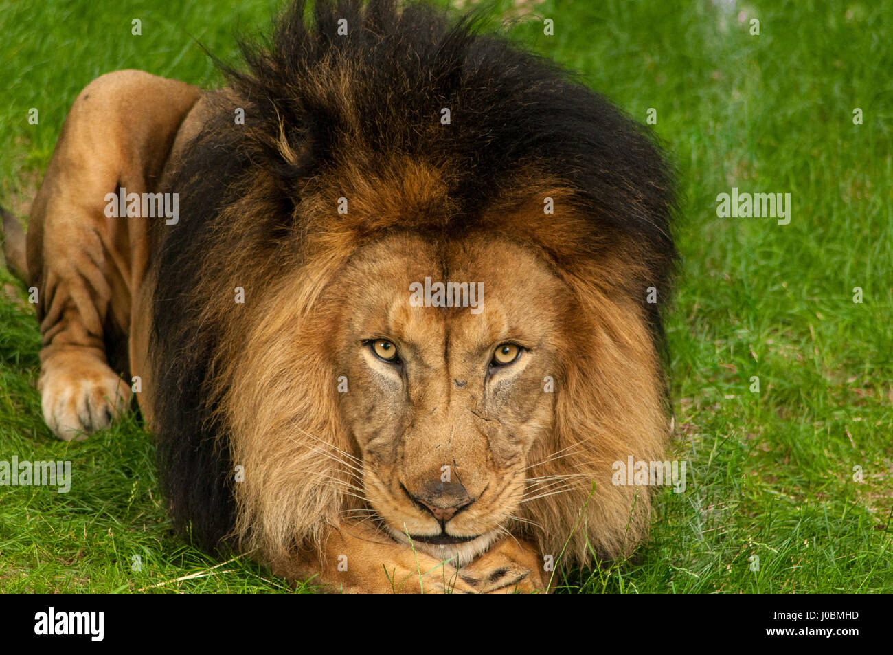 Close-up of a lion's face Stock Photo - Alamy