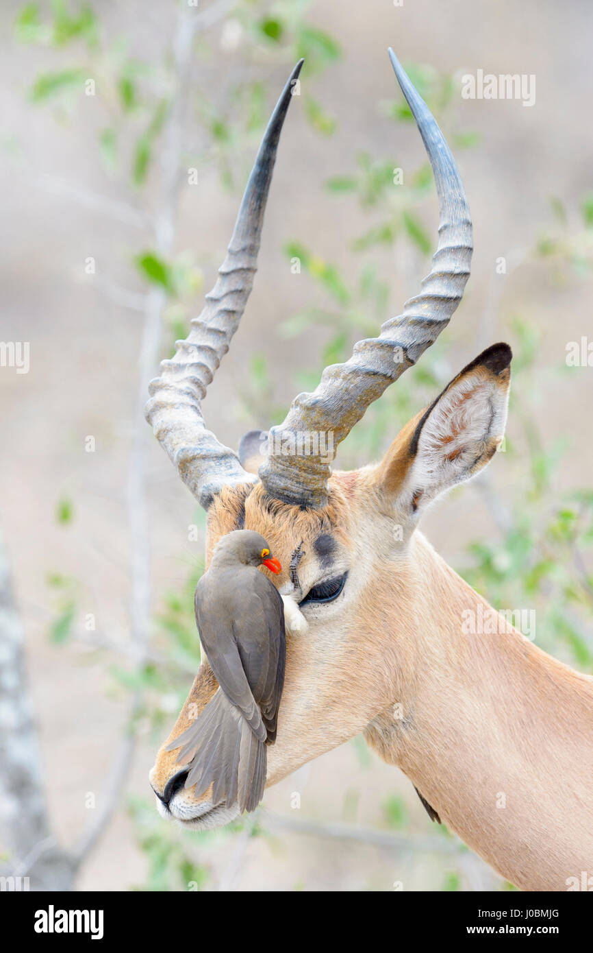 Funny gazelle hi-res stock photography and images - Alamy