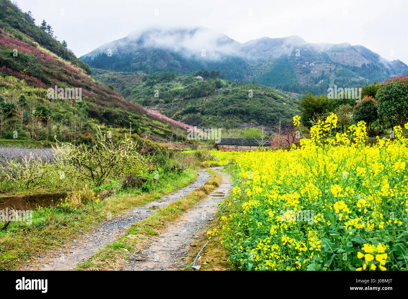 The countryside road scenery in spring Stock Photo - Alamy