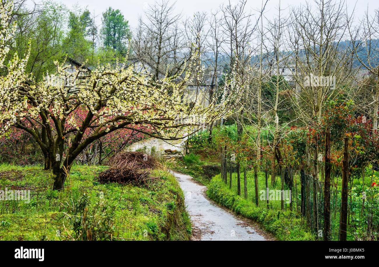 The countryside road scenery in spring Stock Photo - Alamy