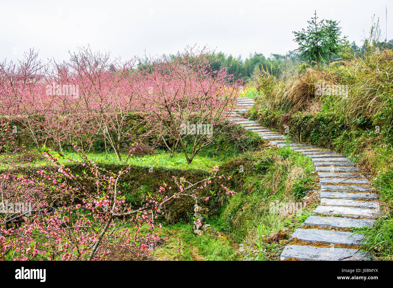 The countryside road scenery in spring Stock Photo - Alamy