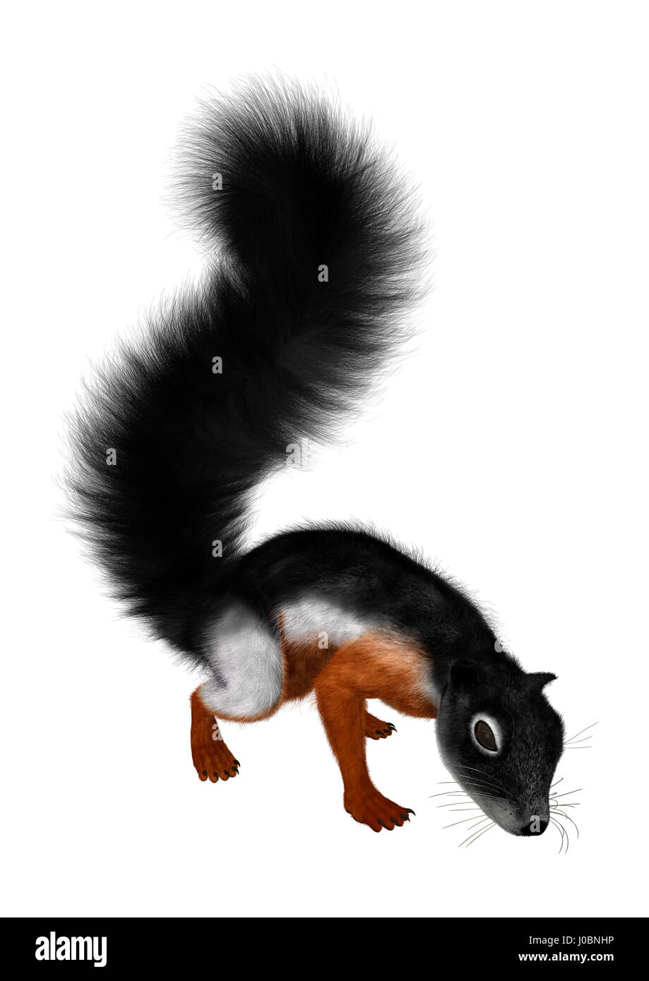 Tri colored squirrel hi-res stock photography and images - Alamy