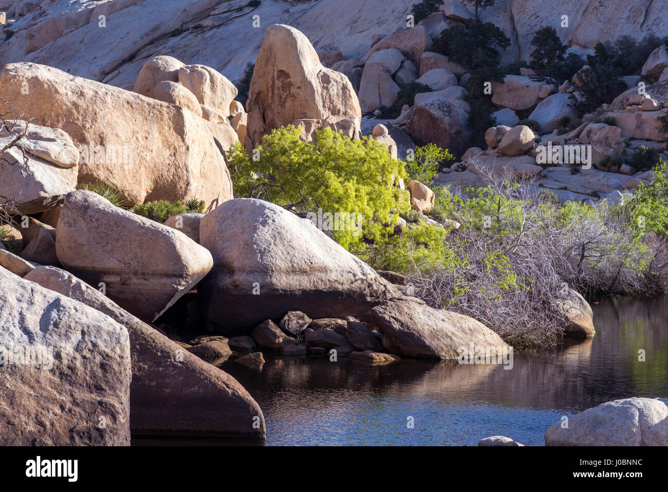 Desert landscape at Barker Dam. Joshua Tree National Park, California ...