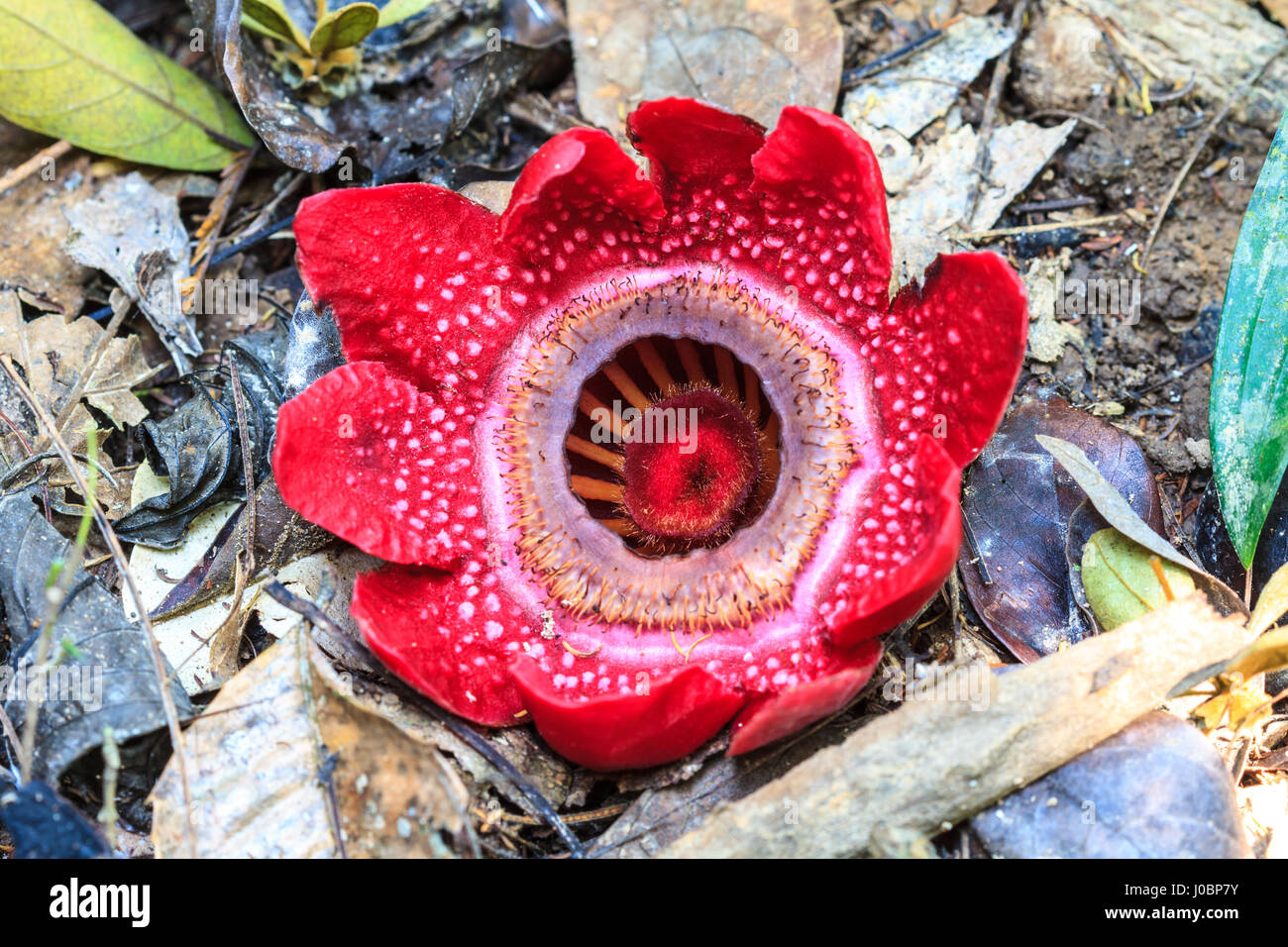 close up Sapria ram in forest, plant in tropical rainforest Thailand ...