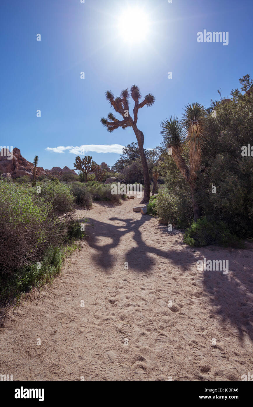 Rock formations and desert landscape at Hidden Valley. Joshua Tree ...