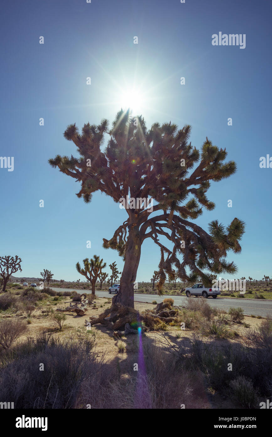 Large sized Joshua Tree with the Sun overhead. Joshua Tree National ...