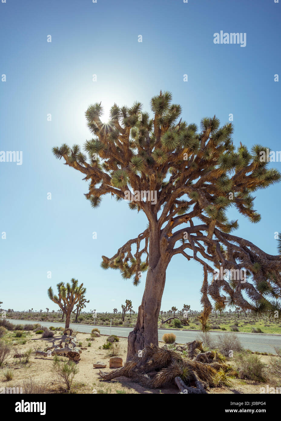 Large sized Joshua Tree with the Sun overhead. Joshua Tree National ...