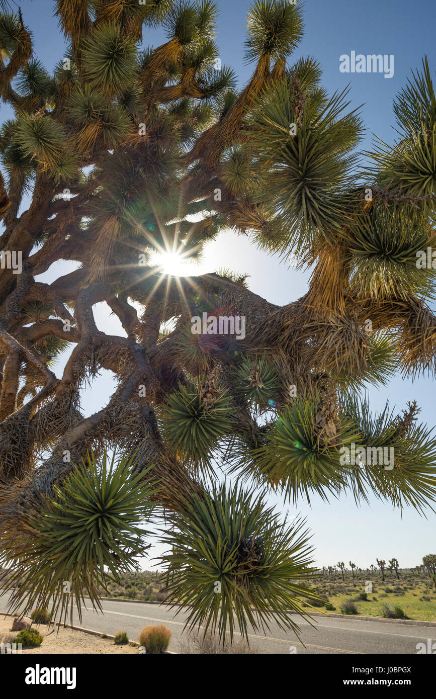 Large sized Joshua Tree with the Sun overhead. Joshua Tree National ...