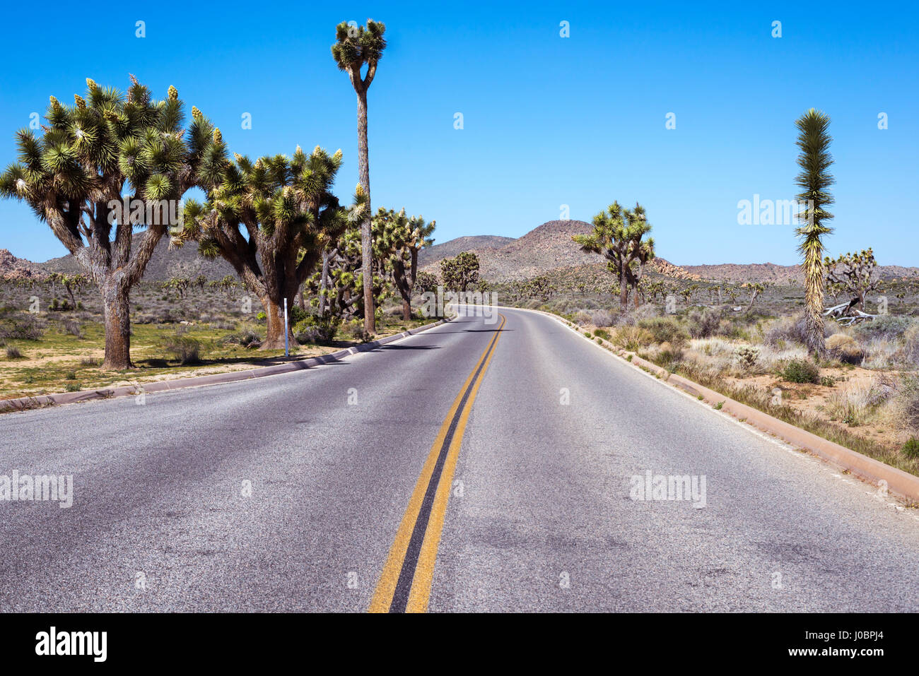 Desert landscape and road running through Joshua Tree National Park ...