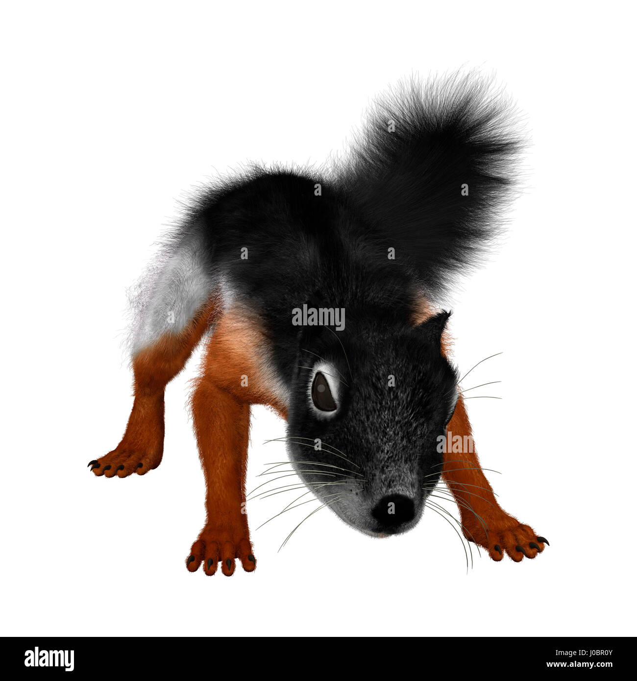 Prevost squirrel hi-res stock photography and images - Alamy