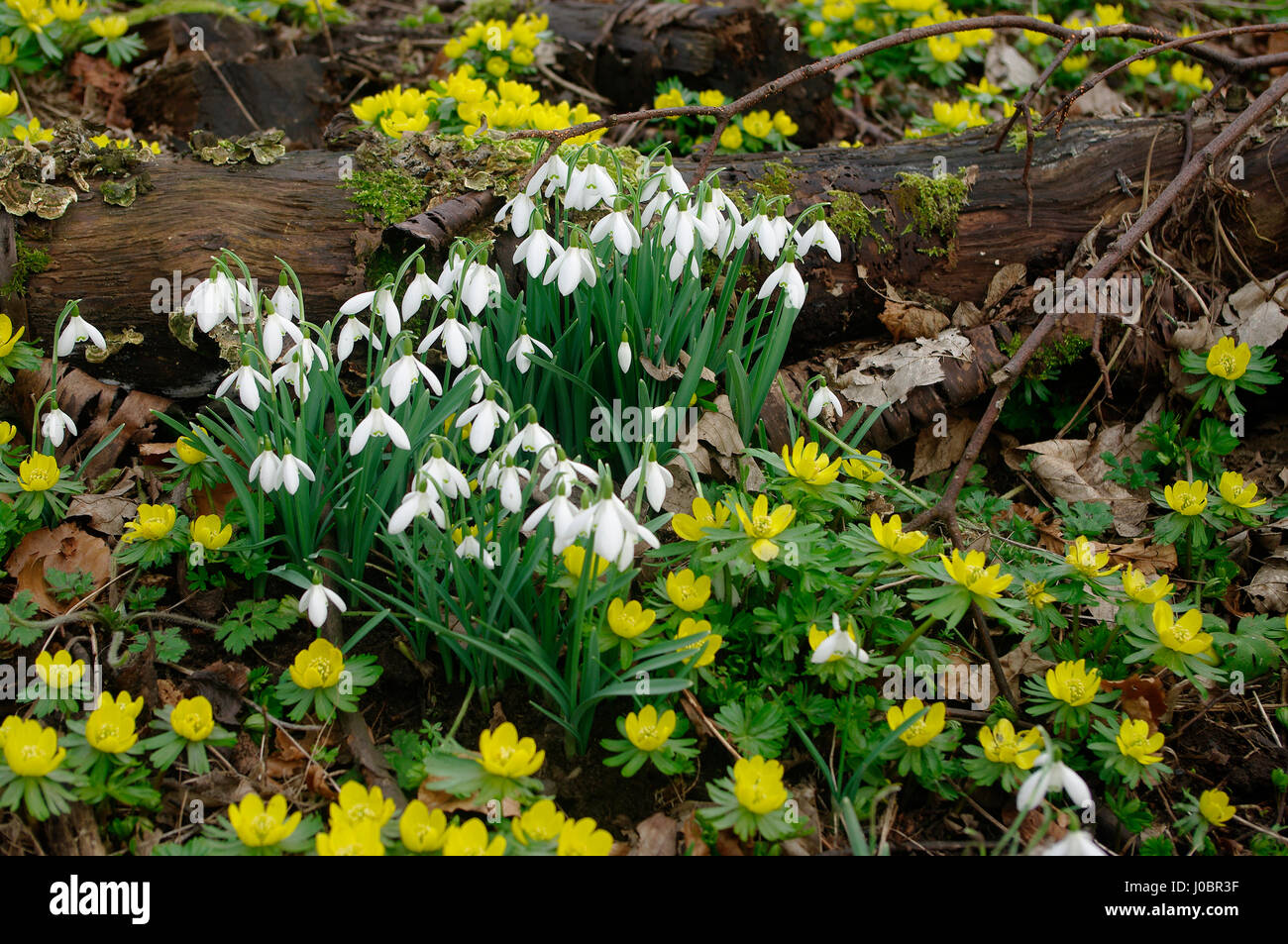 Snowdrops and Aconites Stock Photo - Alamy