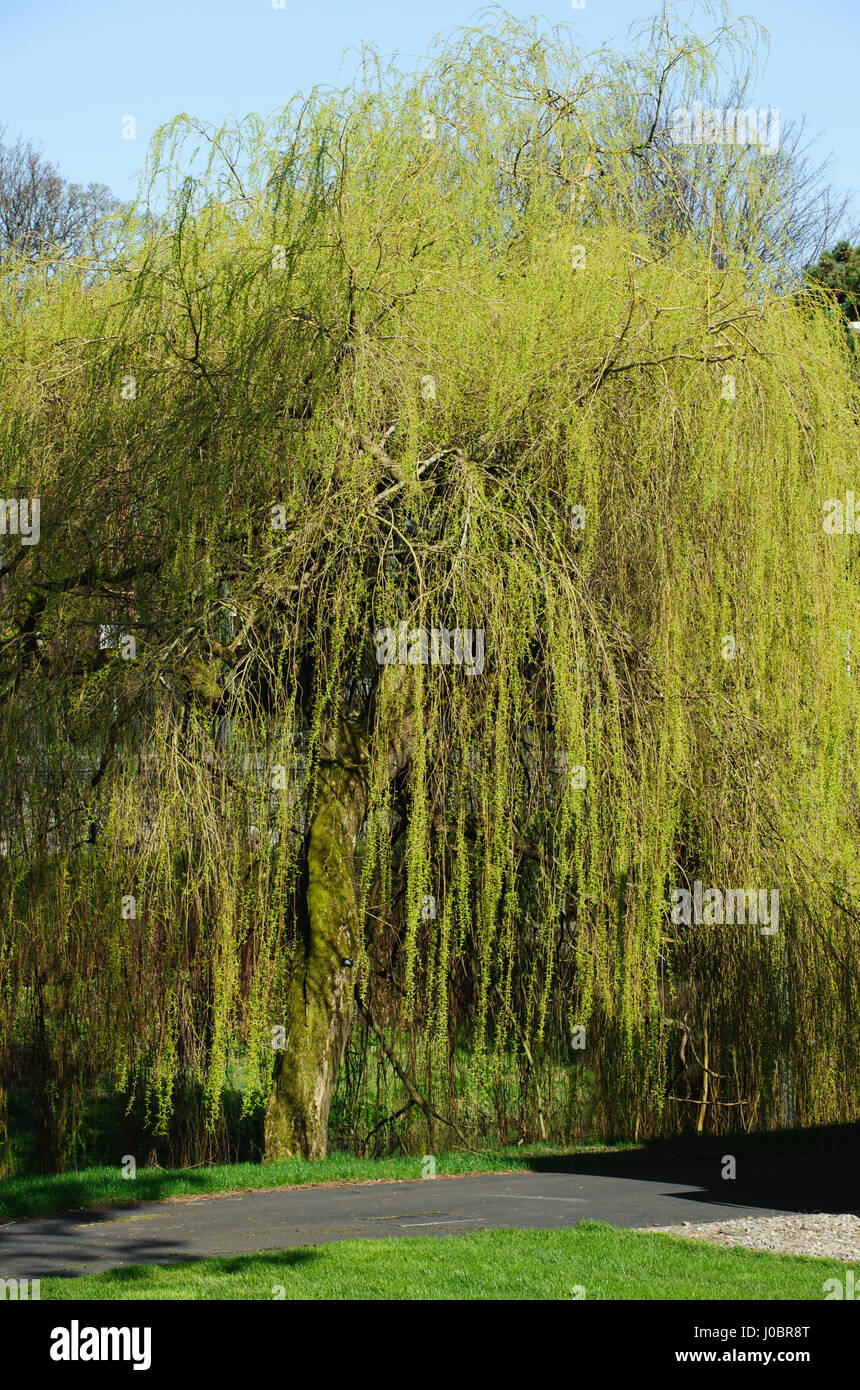 Dublin, Ireland- March 15, 2017. beautiful landscape in Botanical ...