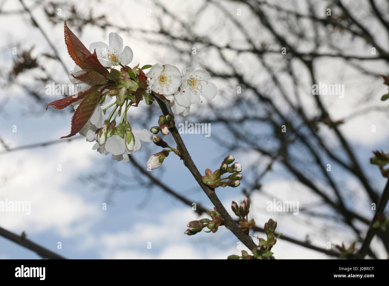 Cherry blossom branch hi-res stock photography and images - Alamy