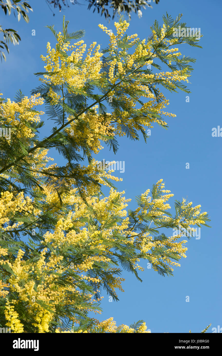 Acacia dealbata mimosa hi-res stock photography and images - Alamy