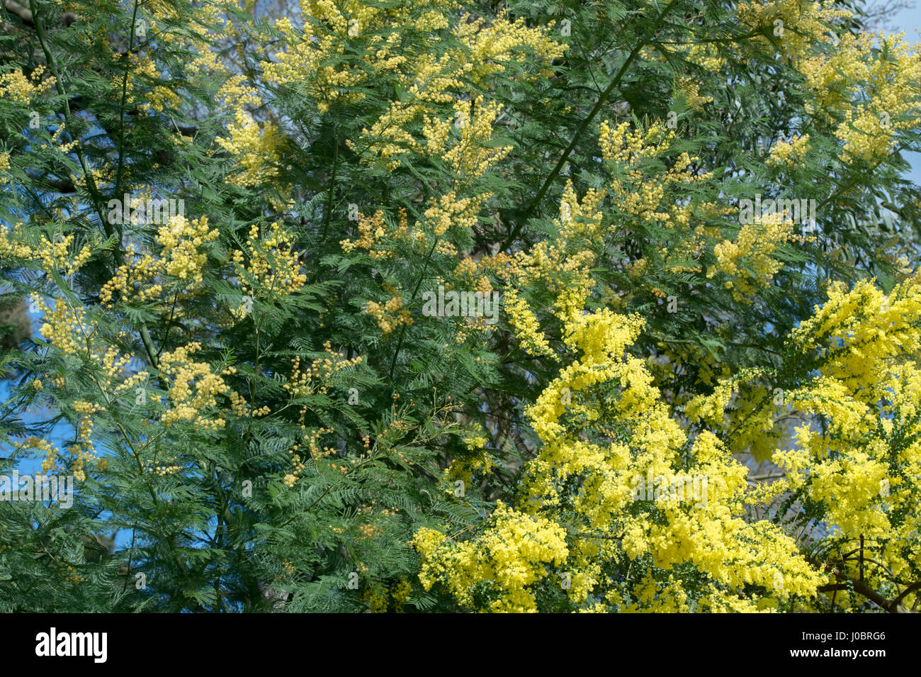 Acacia dealbata flowers hi-res stock photography and images - Alamy
