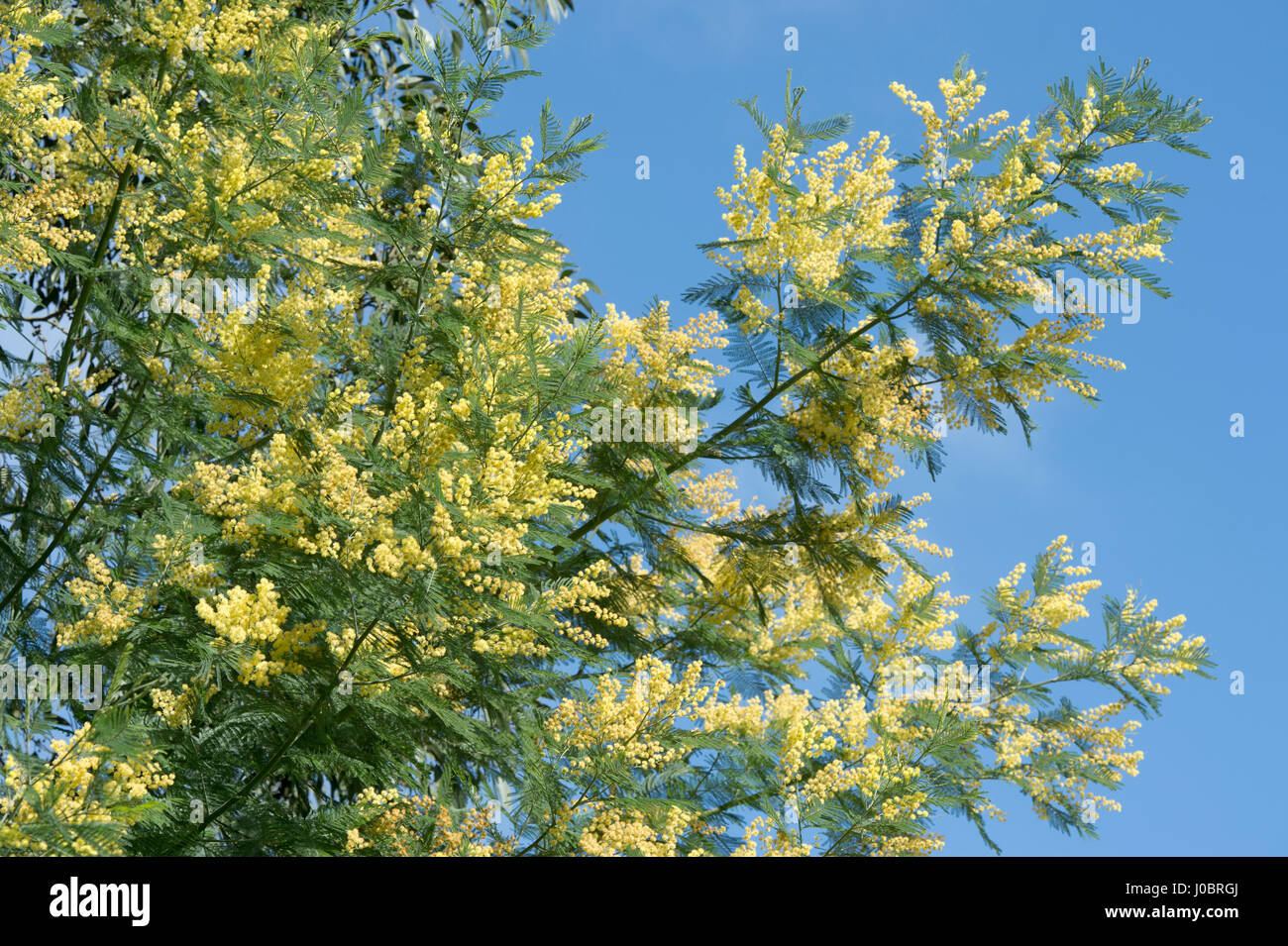 Acacia dealbata hi-res stock photography and images - Alamy