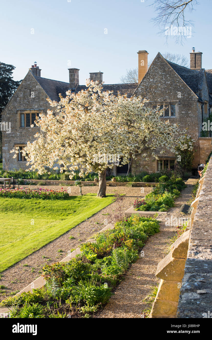 Cherry tree blossom in a Broadway house garden. Broadway, Cotswolds ...