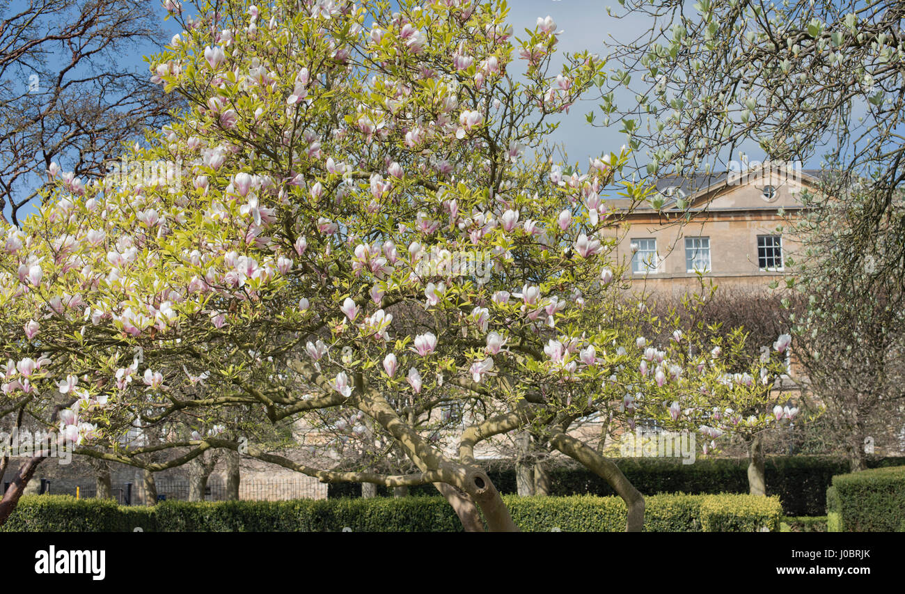 Flowering magnolia tree in Oxford Botanical Gardens in spring. Oxford ...