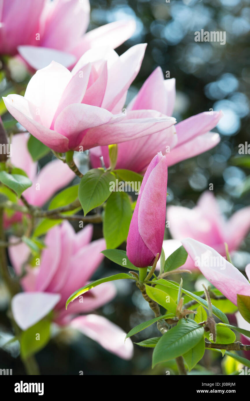 Magnolia 'Star Wars'. Flowering magnolia tree in spring Stock Photo - Alamy