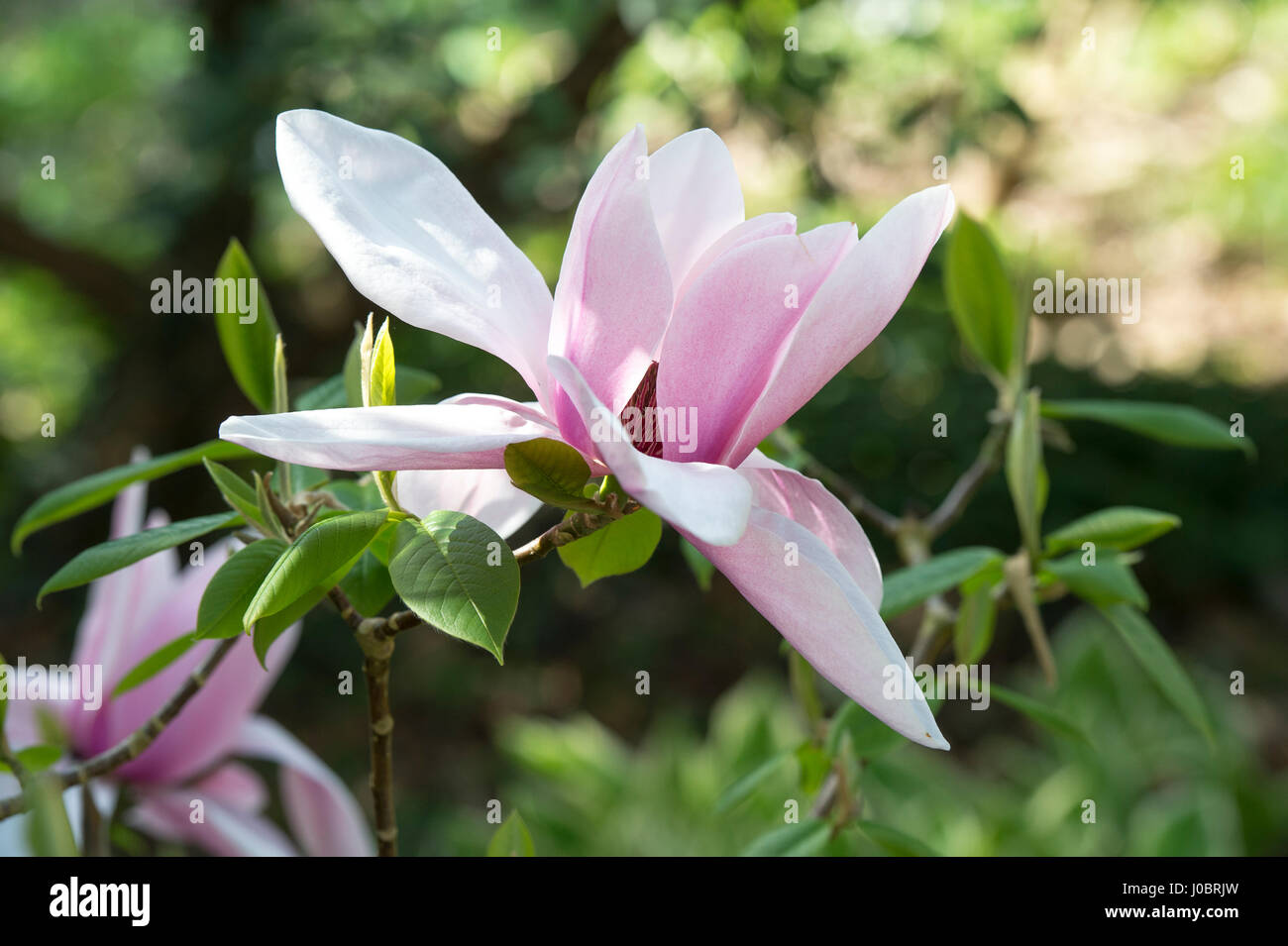 Magnolia 'Star Wars'. Flowering magnolia tree in spring Stock Photo - Alamy