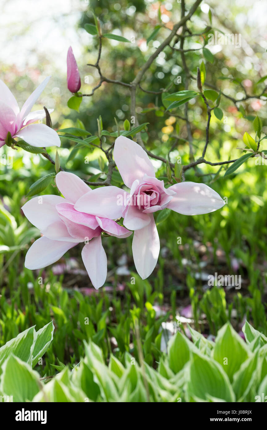Magnolia 'Star Wars'. Flowering magnolia tree in spring Stock Photo - Alamy