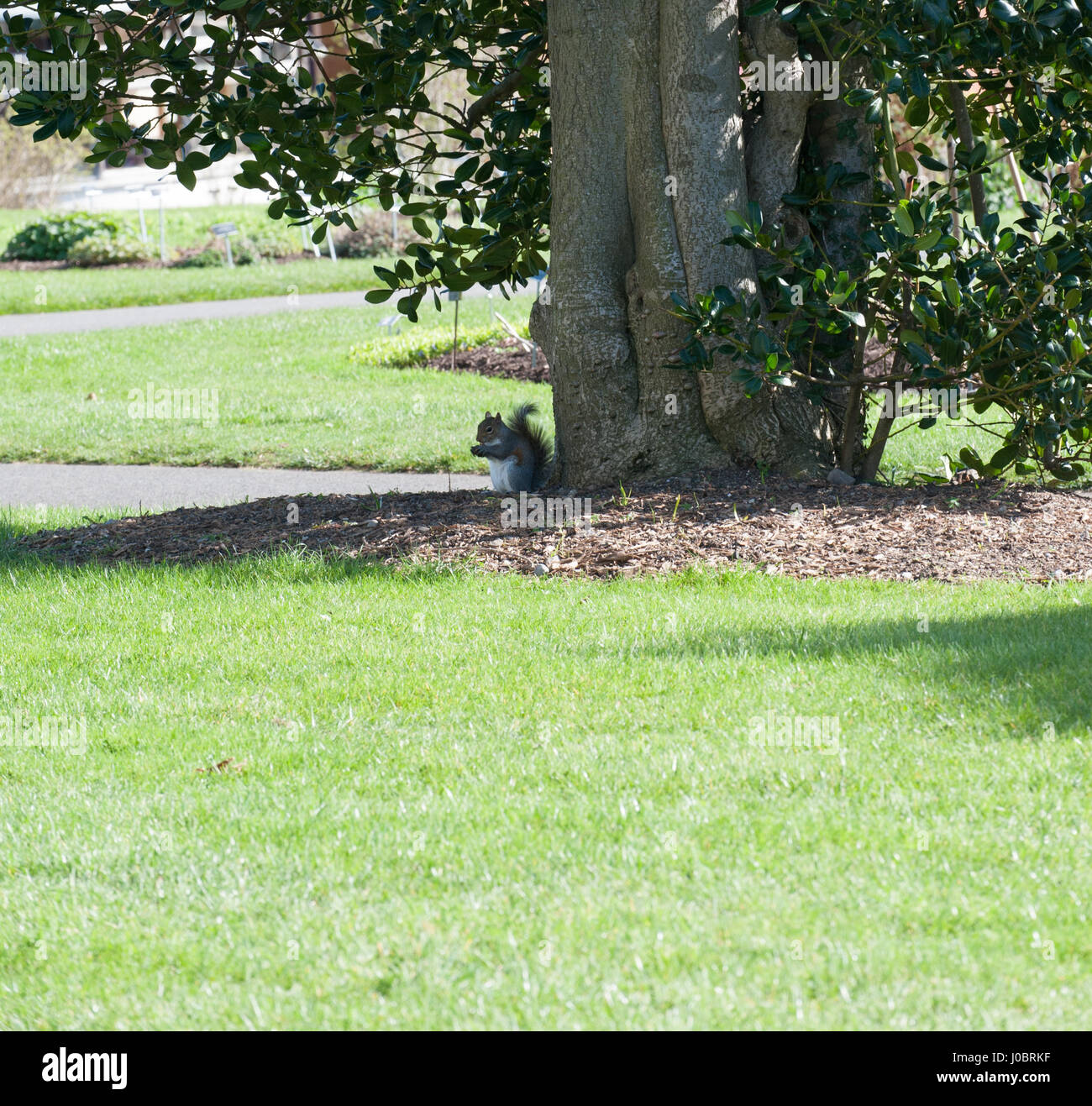 Grey Squirrel in Botanic gardens, Dublin, Ireland Stock Photo - Alamy