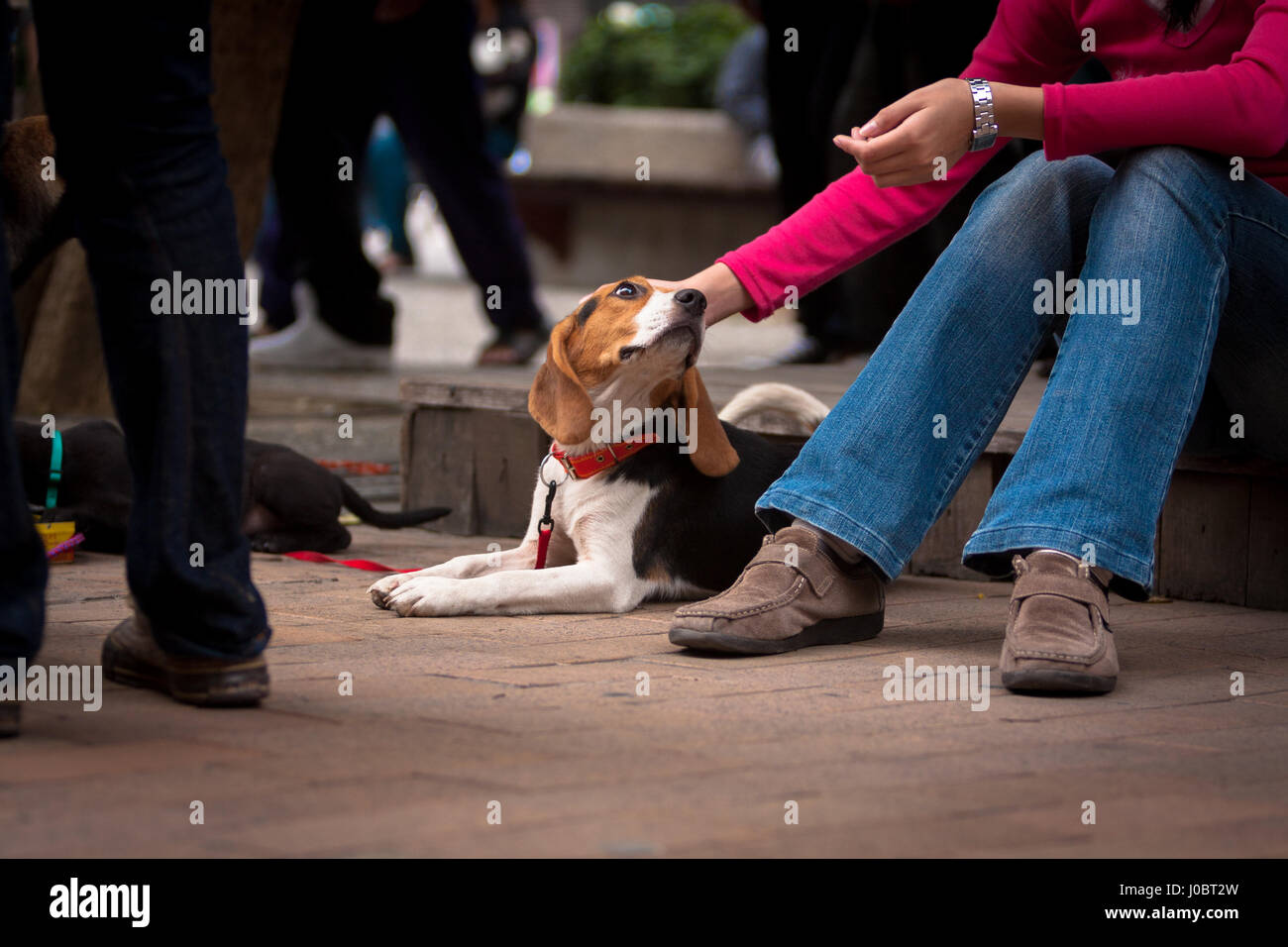 Woman caresses a cute Beagle, hands touch the dog 's head, pet lying on ...