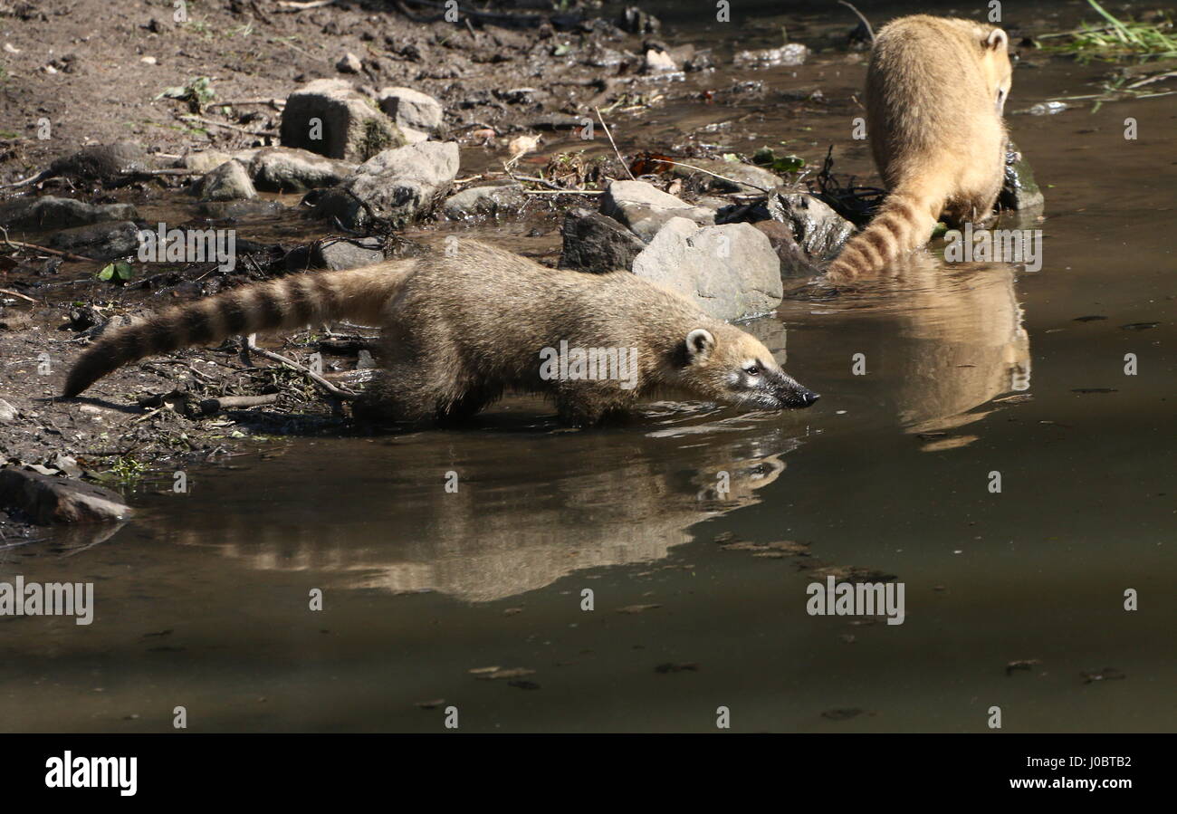Family of South American ring-tailed Coatis (Nasua Nasua) on the bank ...