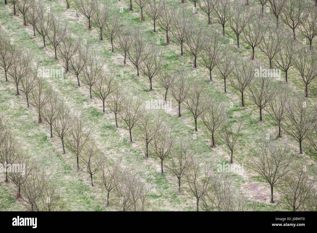 Apple trees in winter before the bloom. Alley apple trees in a row ...