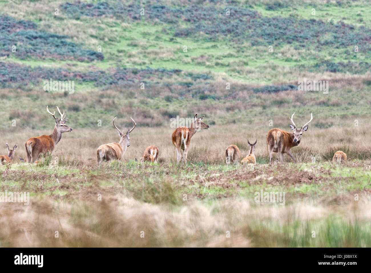 Truely wild Red Deer roaming freely across the open moors and hills in ...