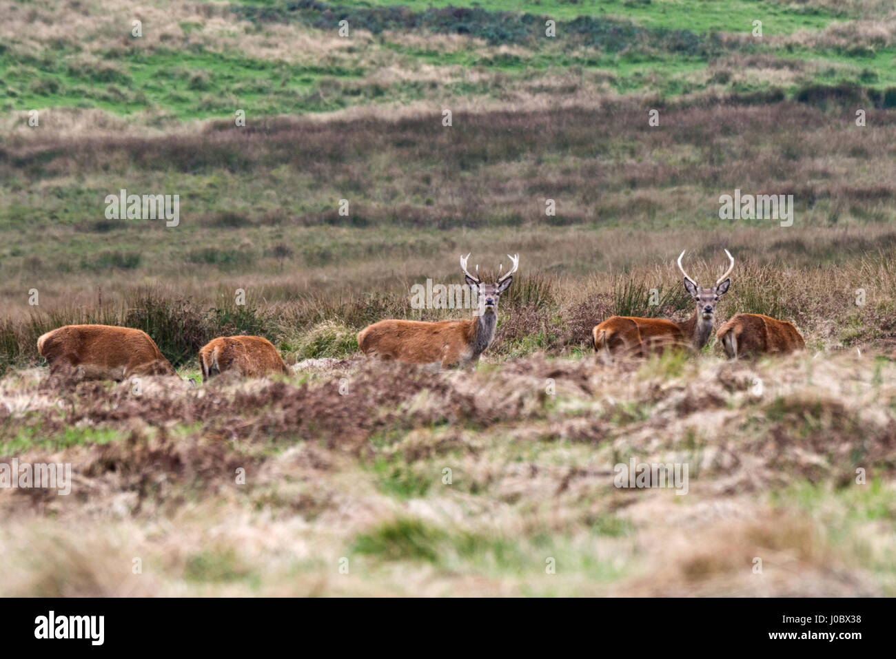 Truely wild Red Deer roaming freely across the open moors and hills in ...